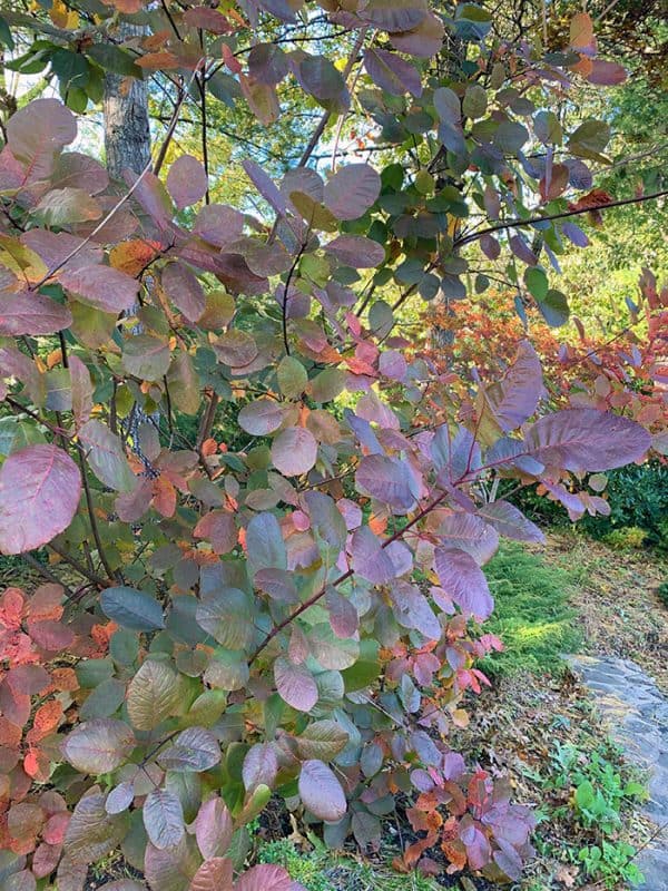I Love Smokebush, Cotinus x ‘Grace’ | GardenLady.com