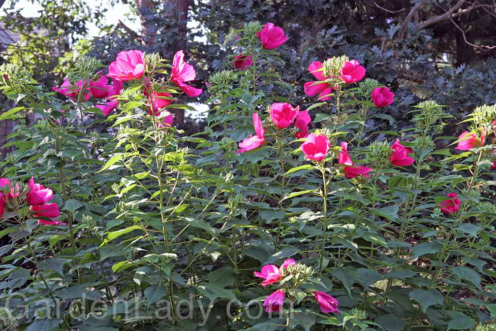 ‘Raspberry Rose’ Hibiscus – A Stunning Plant | GardenLady.com