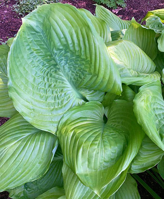 I Love ‘Sum and Substance’ Hosta | GardenLady.com