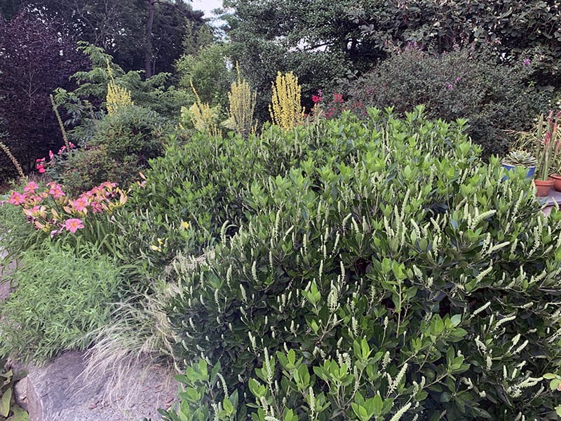 I Love Clethra alnifolia aka Summersweet or Sweet Pepperbush ...