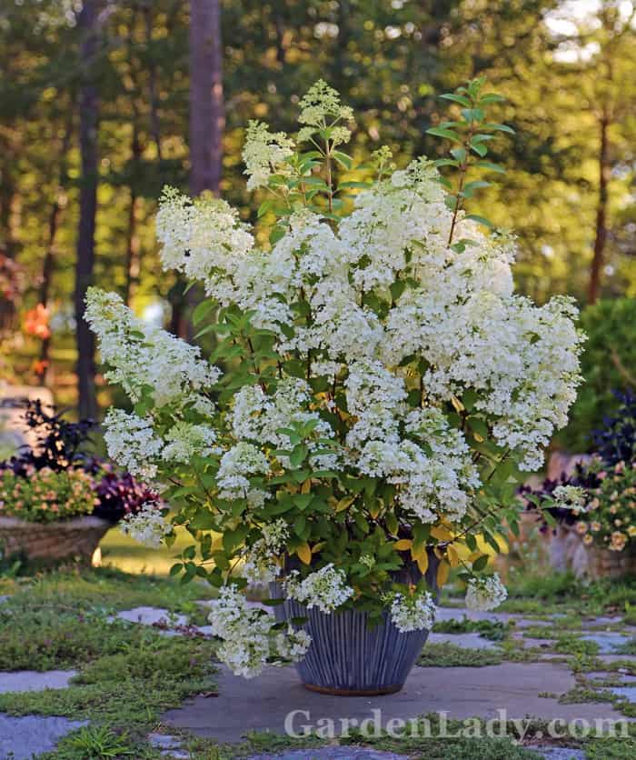 I Love Hydrangea Bobo | GardenLady.com