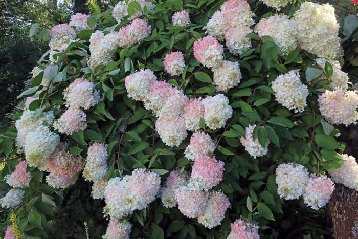 Hydrangea paniculata ‘Grandiflora’ – a classic large shrub | GardenLady.com