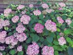 I Love Pink Smooth Hydranageas | GardenLady.com