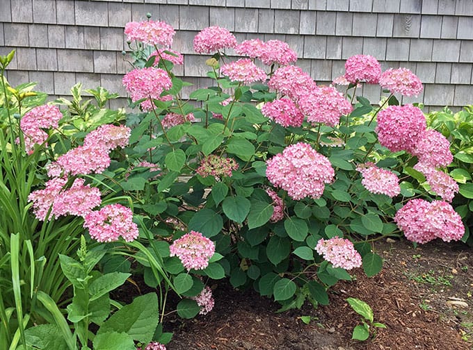 I Love Pink Smooth Hydranageas | GardenLady.com