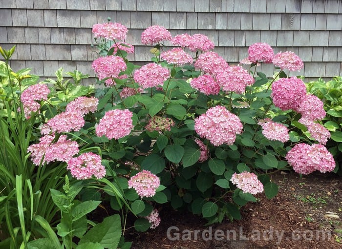 I Love Hydrangea Invincibelle Spirit II | GardenLady.com