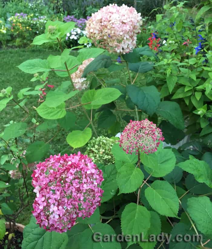 I Love Hydrangea Invincibelle Spirit II | GardenLady.com