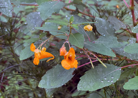 I Love Impatiens capensis aka jewelweed | GardenLady.com