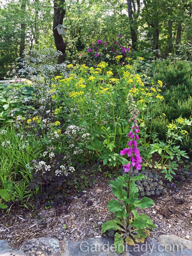 Early June In Bloom | GardenLady.com