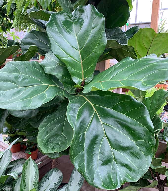 I Love The Fiddle Leaf Fig (Ficus lyrata) | GardenLady.com