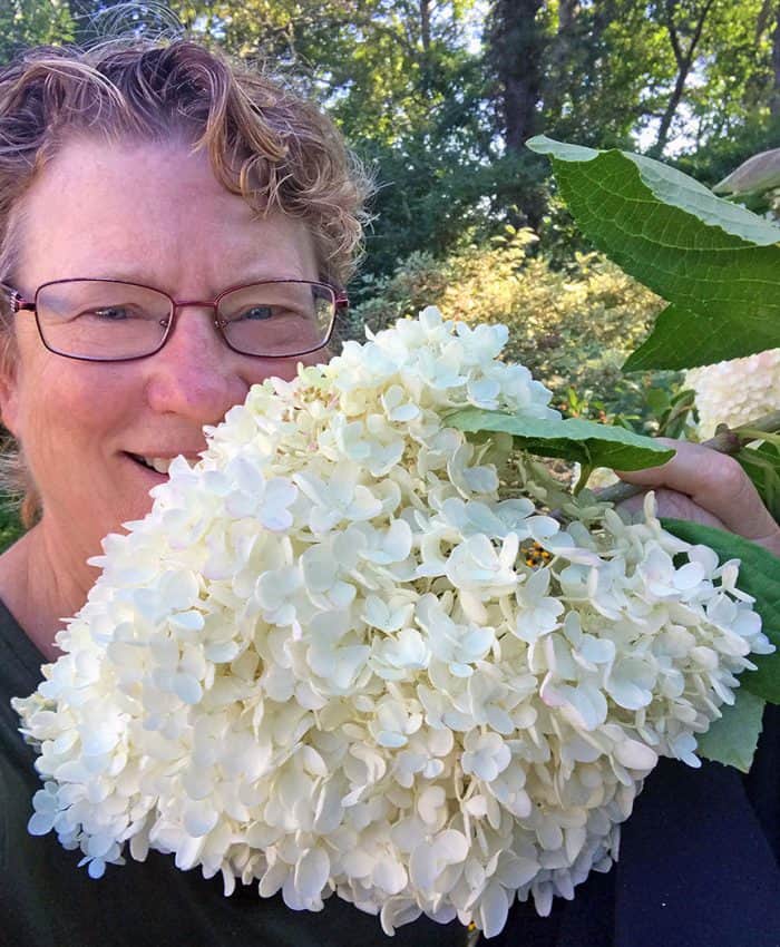 Hydrangea paniculata ‘Grandiflora’ – a classic large shrub | GardenLady.com