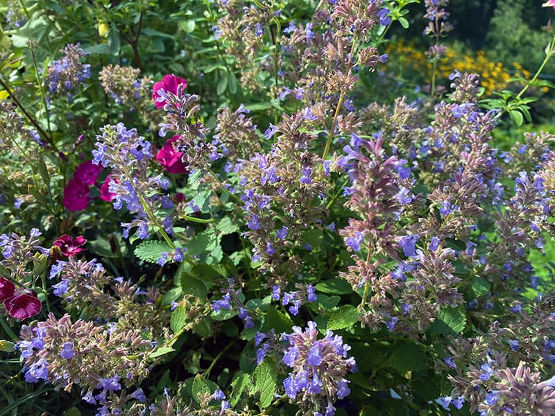 I Love Nepeta x faassenii ‘Balpurrlu’ aka Whispurr Blue catmint ...