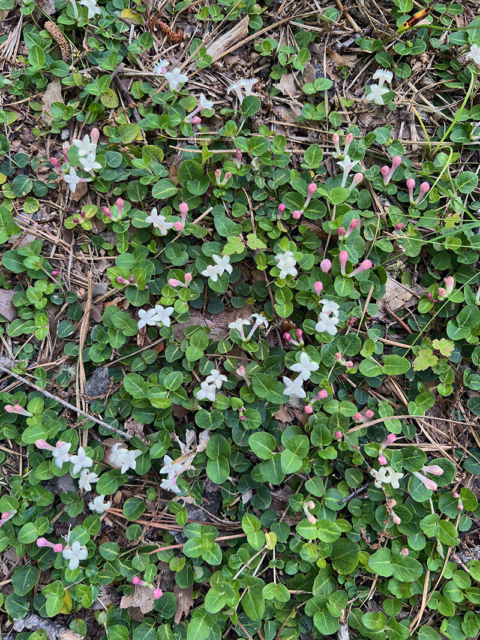 I Love Mitchella repens aka Partridge Berry | GardenLady.com