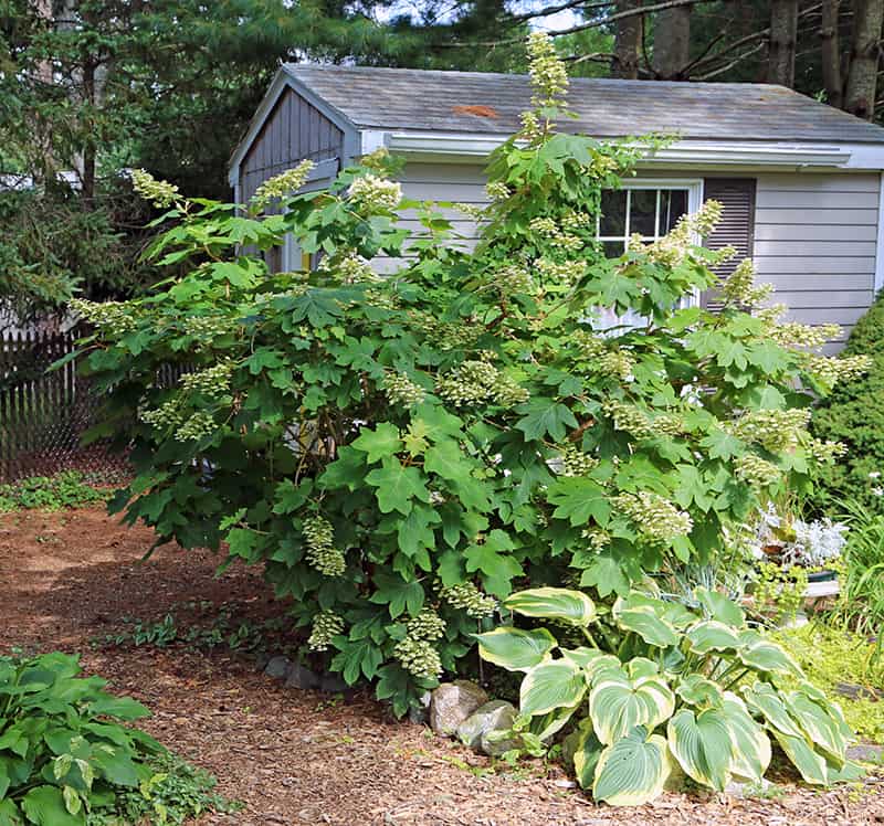 I Love Hydrangea quercifolia aka Oak Leaf Hydrangea | GardenLady.com