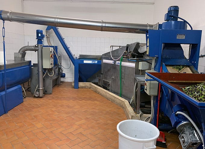 I Love the ‘Leccino’ Olive Tree | GardenLady.com