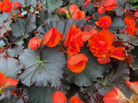 I Love The Rieger Solenia Series Begonias | GardenLady.com
