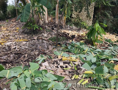 A Visit To Patch of Heaven Gardens | GardenLady.com