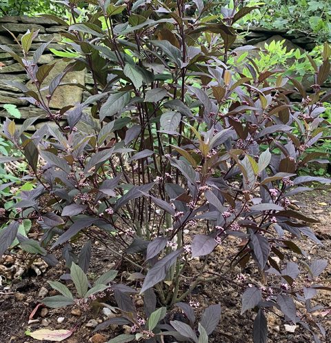 I Love Callicarpa Species and Hybrids, aka Beauty Berry | GardenLady.com