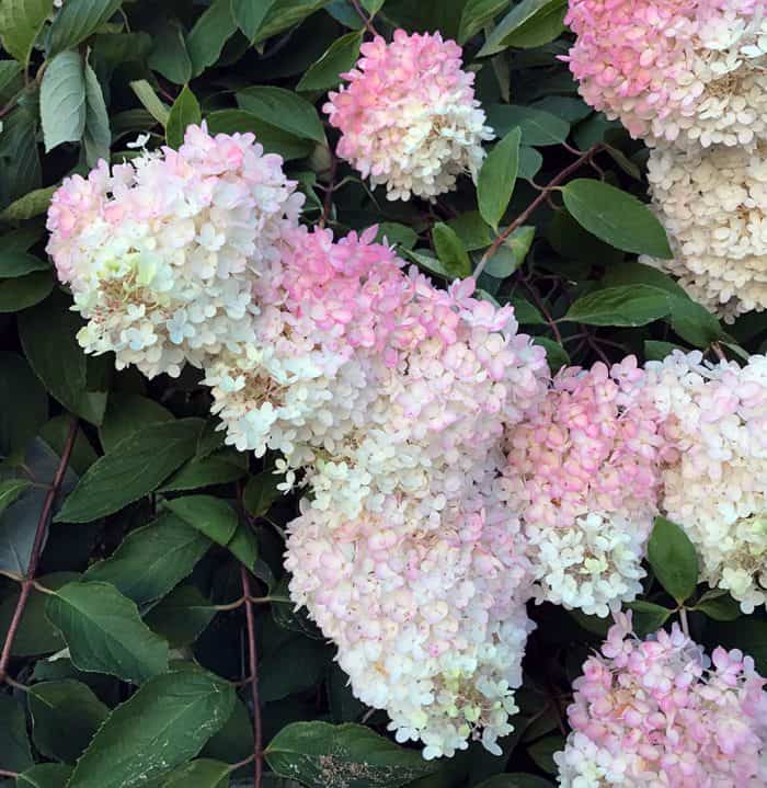 Hydrangea paniculata ‘Grandiflora’ – a classic large shrub | GardenLady.com