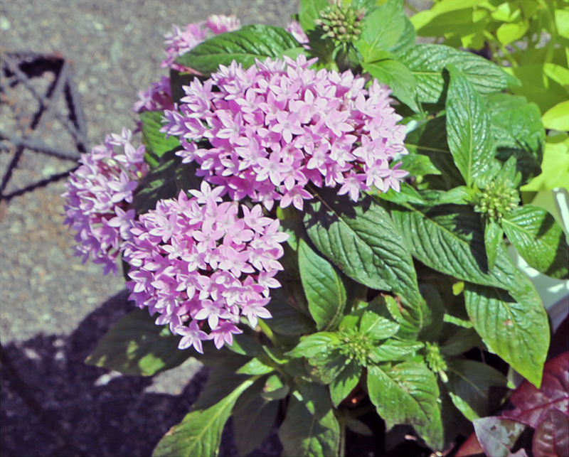 I Love Pentas Lanceolata aka Star Flower | GardenLady.com