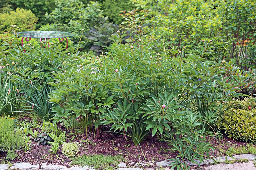 How to Stake A Flopping Peony – Attractively! | GardenLady.com