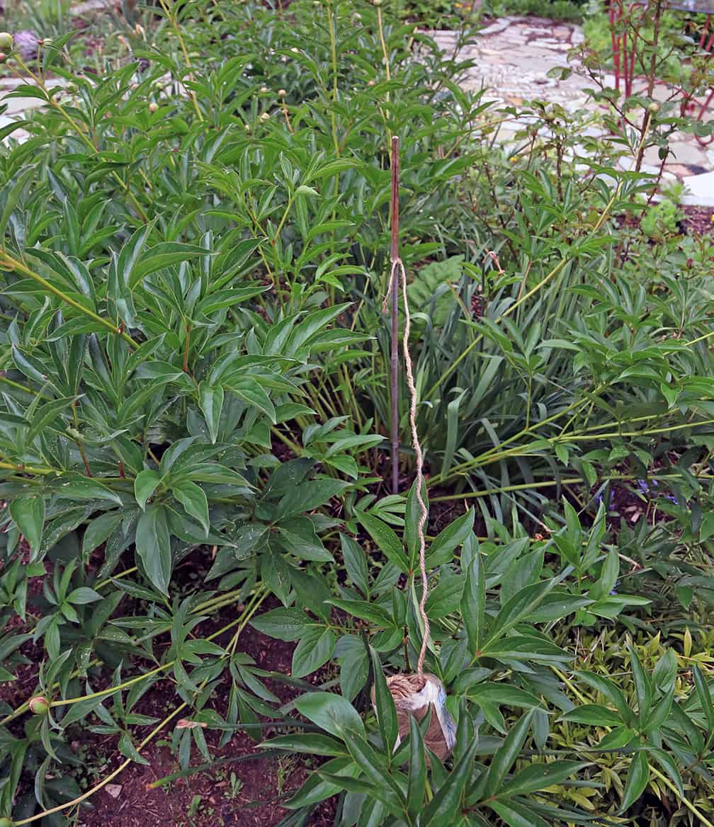 How to Stake A Flopping Peony – Attractively! | GardenLady.com