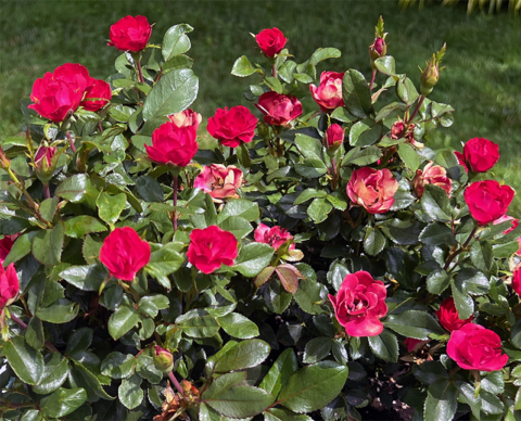 I Love Rosa ‘Meibenbino’ aka The Petite Knock Out Rose | GardenLady.com