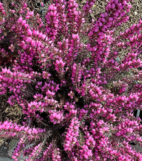 I Love Heath and Heather | GardenLady.com