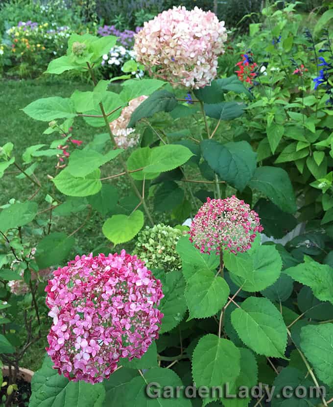 I Love Pink Smooth Hydranageas | GardenLady.com