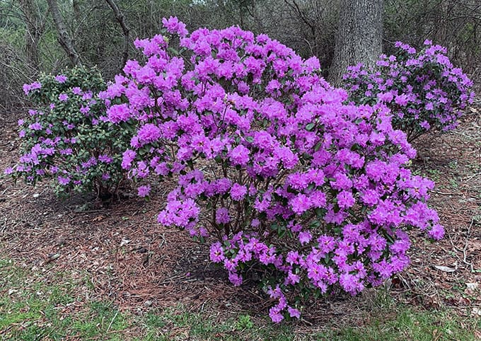 I Love Rhododendron ‘P.J.M.’ | GardenLady.com