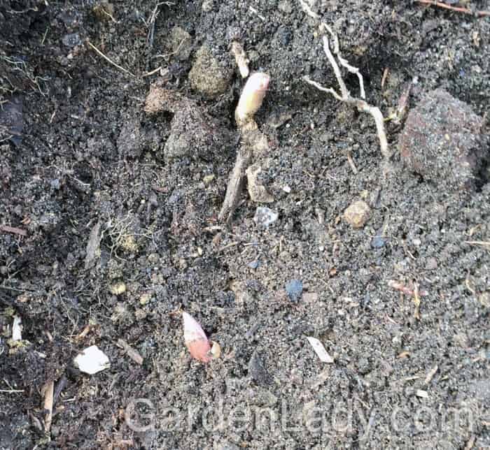 Planting Bare Root Peonies | GardenLady.com