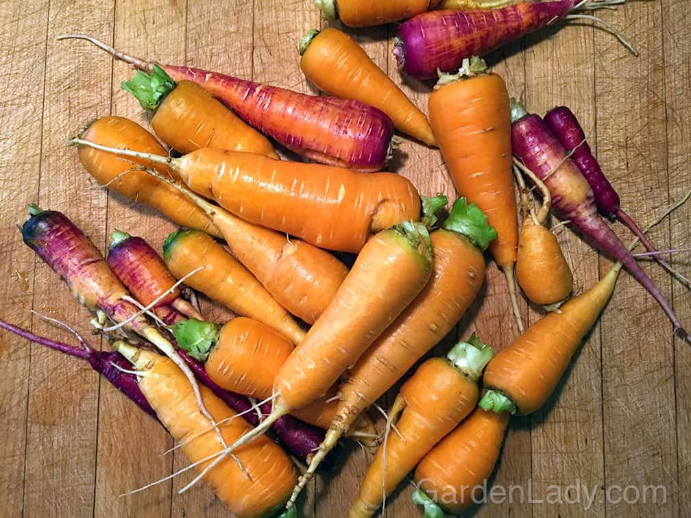 How To Preserve Garden Grown Carrots | GardenLady.com