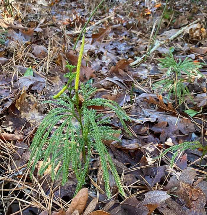 I Love Dendrolycopodium obscurum, aka princess pine. | GardenLady.com