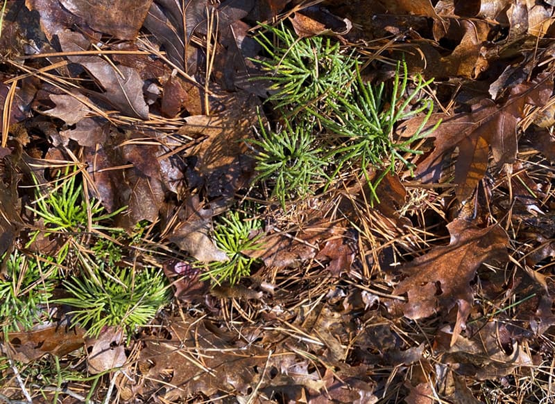 I Love Dendrolycopodium obscurum, aka princess pine. | GardenLady.com
