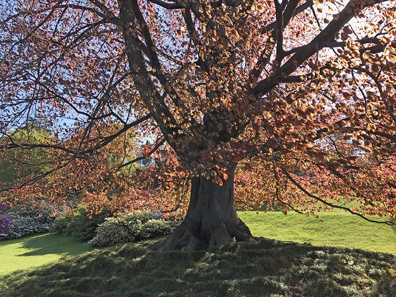 Fagus sylvatica ‘Riversii’ aka purple leaf beech, River’s purple ...