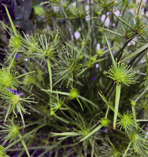 I Love Cyperus prolifer aka Queen Tut Papyrus | GardenLady.com