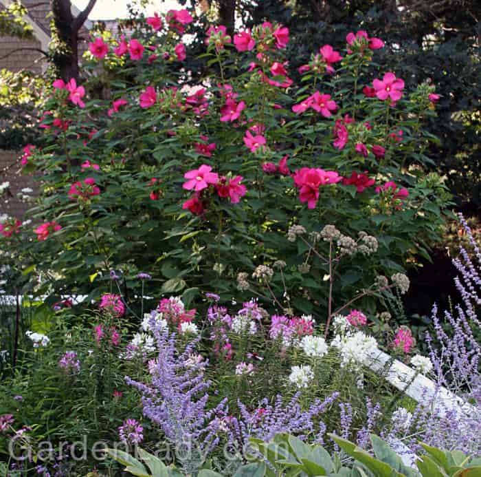 ‘Raspberry Rose’ Hibiscus – A Stunning Plant | GardenLady.com
