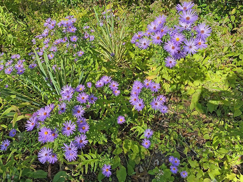 I Love Raydon’s Favorite Aster | GardenLady.com