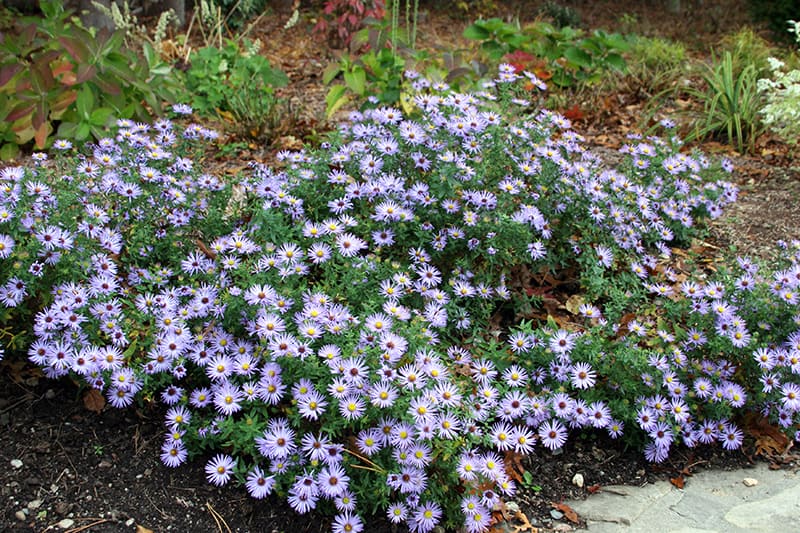 I Love Raydon’s Favorite Aster | GardenLady.com