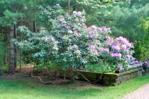 The Too Large Rhododendron | GardenLady.com