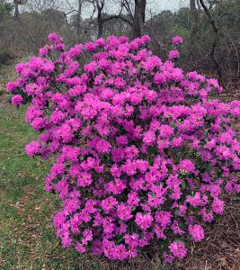 I Love Rhododendron ‘P.J.M.’ | GardenLady.com