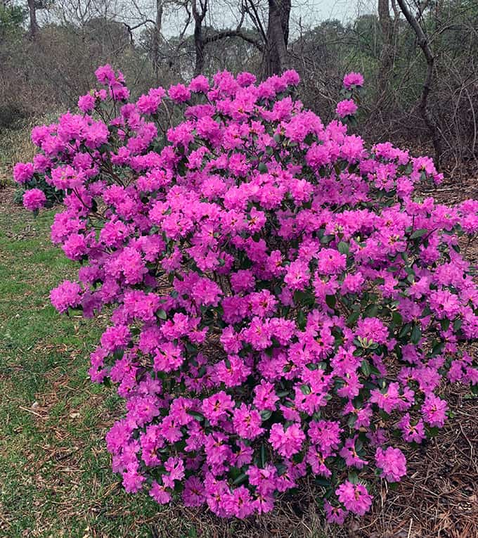 I Love Rhododendron ‘P.J.M.’ | GardenLady.com