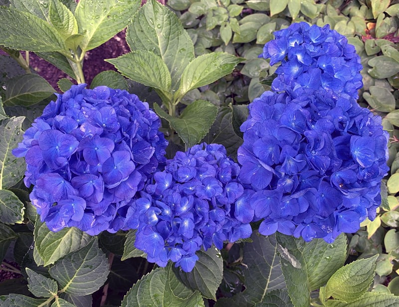 I Love Hydrangea macrophylla ‘Ragra’ aka Cityline® Rio | GardenLady.com