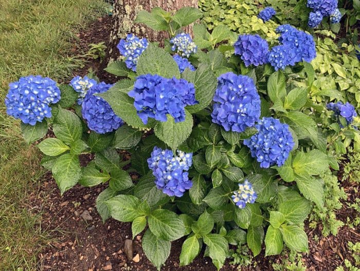 I Love Hydrangea macrophylla ‘Ragra’ aka Cityline® Rio | GardenLady.com