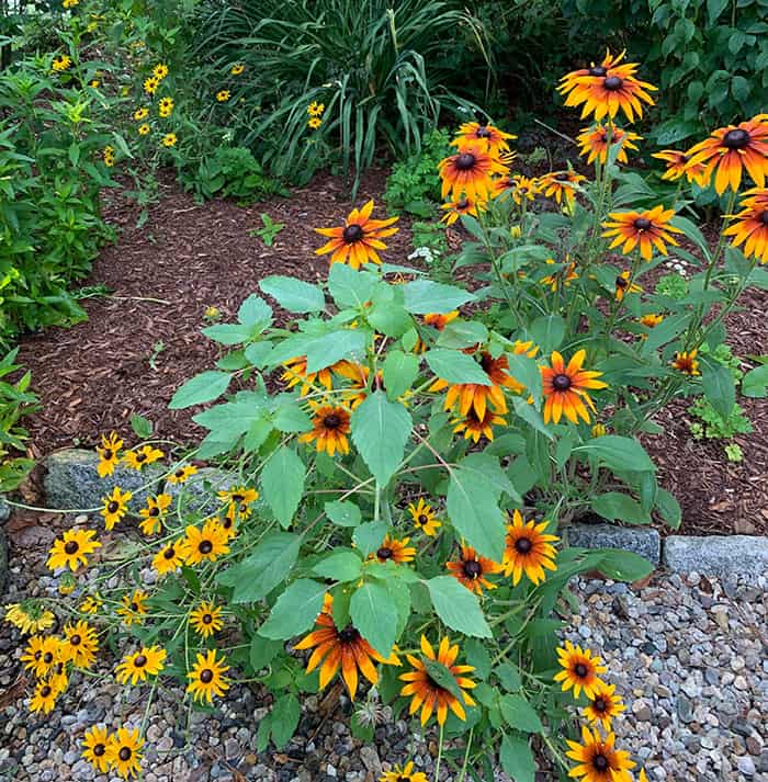 I Love Rudbeckia hirta | GardenLady.com