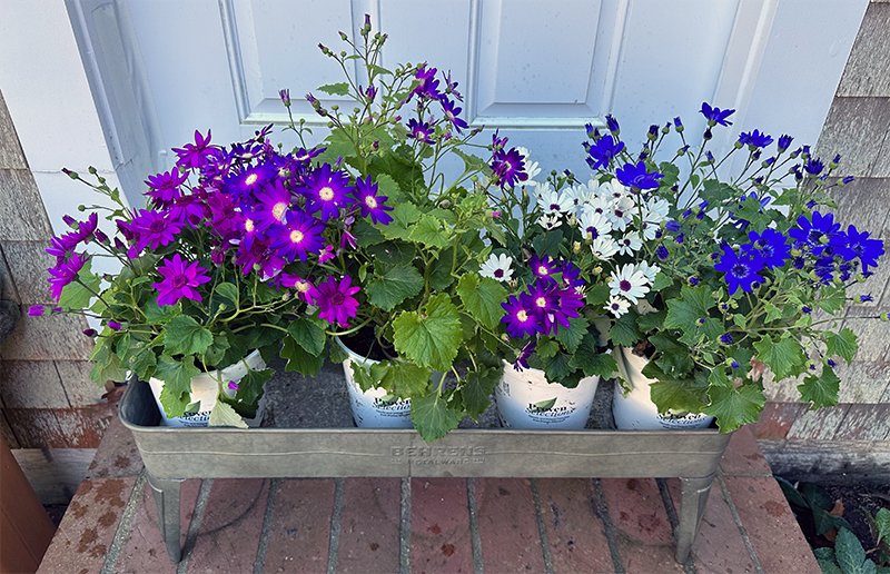 I Love Pericallis hybrids Senetti® Cineraria Spring Annuals ...