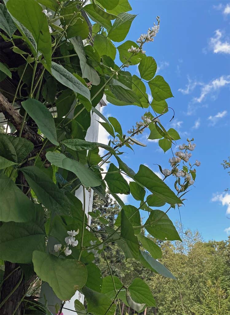 Love Silver Moon Hyacinth Vine | GardenLady.com