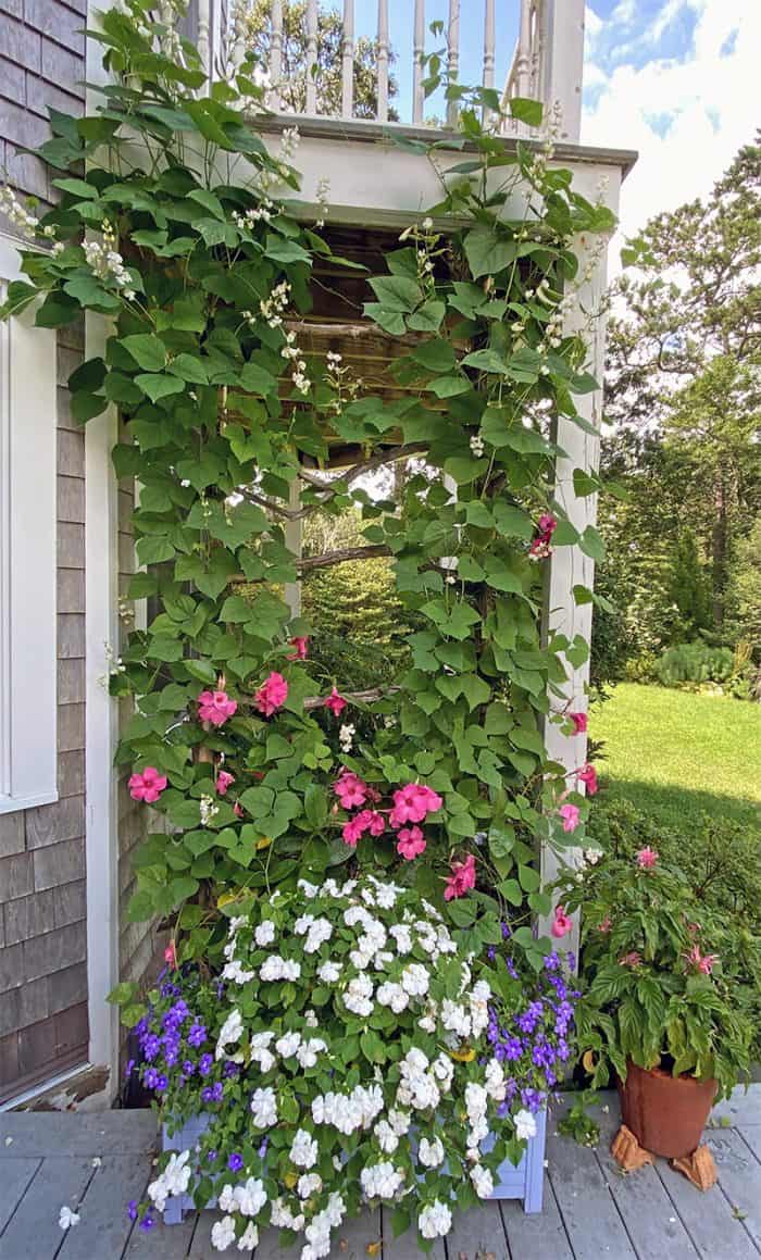 Love Silver Moon Hyacinth Vine | GardenLady.com