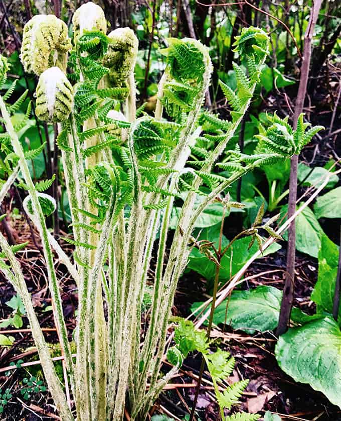 I Love Skunk Cabbage and You Should Too | GardenLady.com