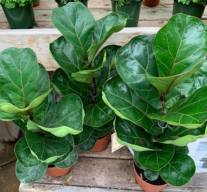 I Love The Fiddle Leaf Fig (Ficus lyrata) | GardenLady.com