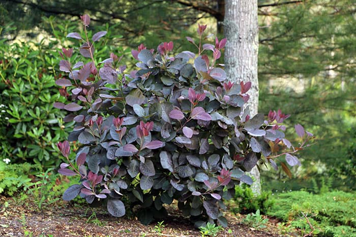 I Love Smokebush, Cotinus x ‘Grace’ | GardenLady.com